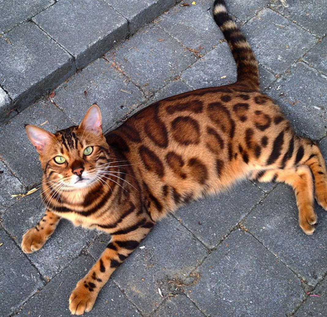 Ce chat Bengal est absolument magnifique avec une fourrure superbe !! - Breakforbuzz