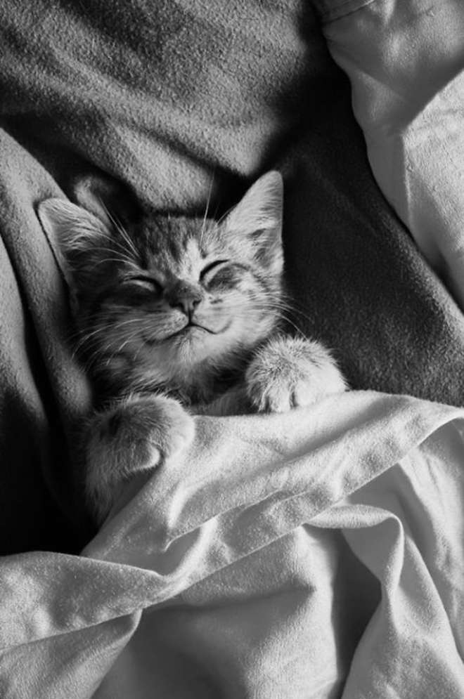 Les 15 chats les plus souriants du monde, sont ici !! - Breakforbuzz