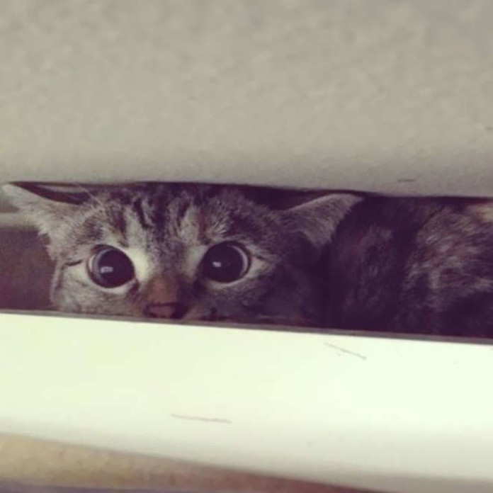 Nala, le chat trop CUTE aux 3,2 millions de followers sur Instagram ...