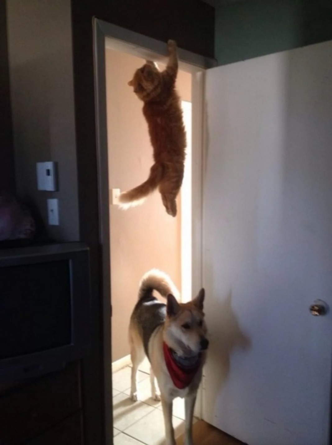 Photos : 20 chats qui ont des gênes de Ninja !! - Breakforbuzz