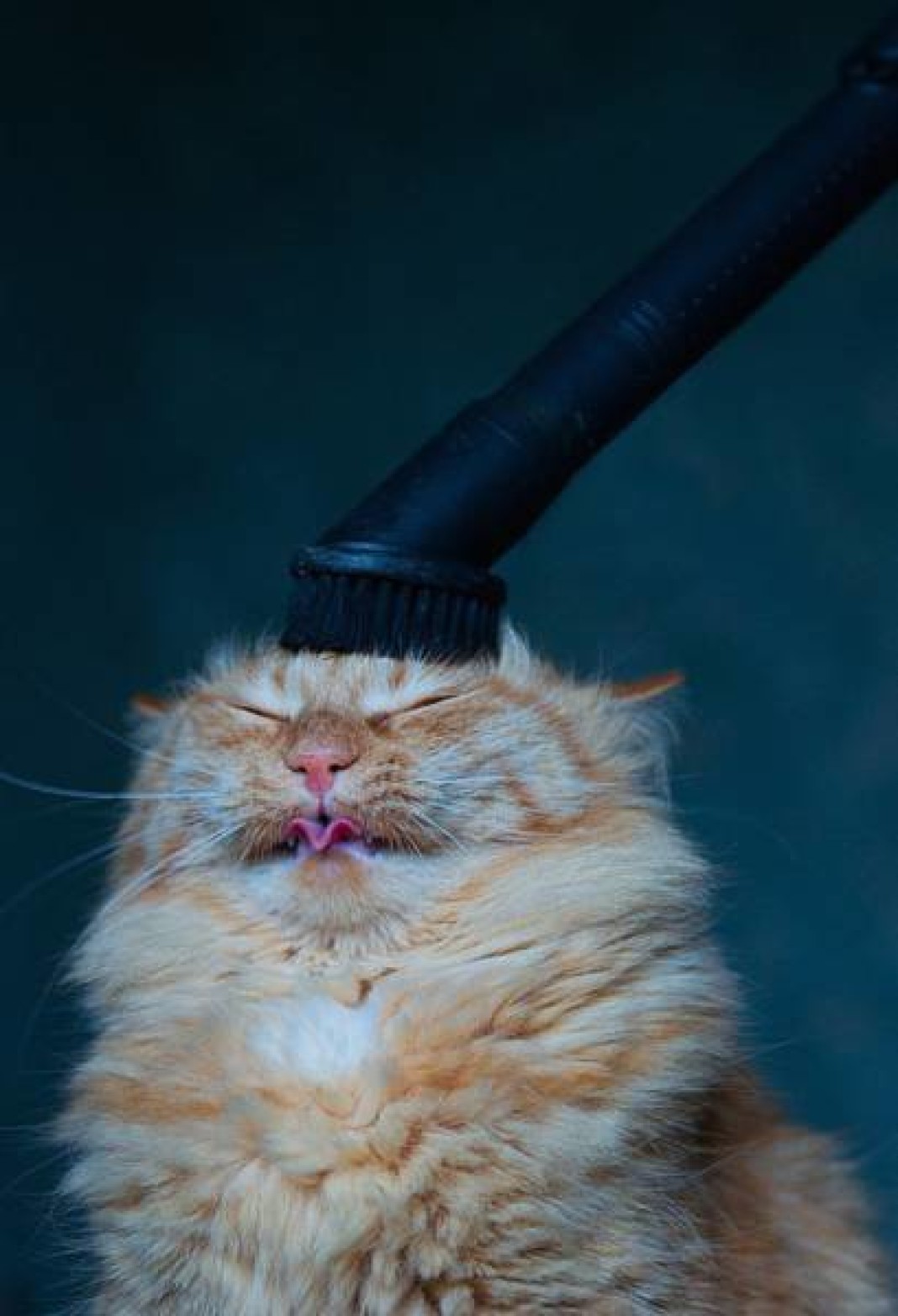 30 photos de chats qui vous donner le sourire !! - Breakforbuzz