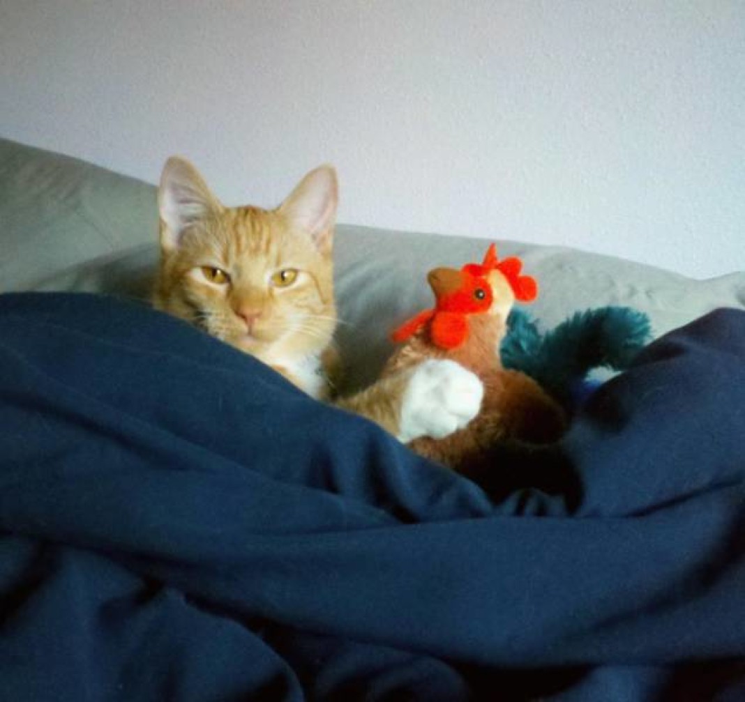 30 photos de chats qui vous donner le sourire !! - Breakforbuzz