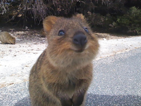 30 animaux pour vous redonner le sourire... - Breakforbuzz