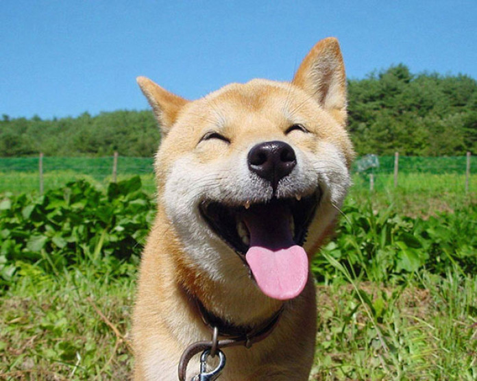 30 animaux pour vous redonner le sourire... - Breakforbuzz