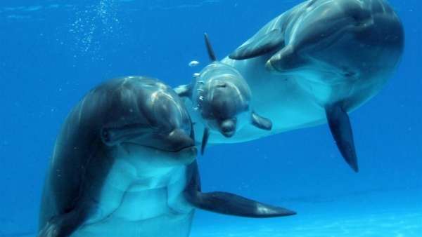 Regardez la naissance d'un bébé dauphin dans l'aquarium de Chicago ...