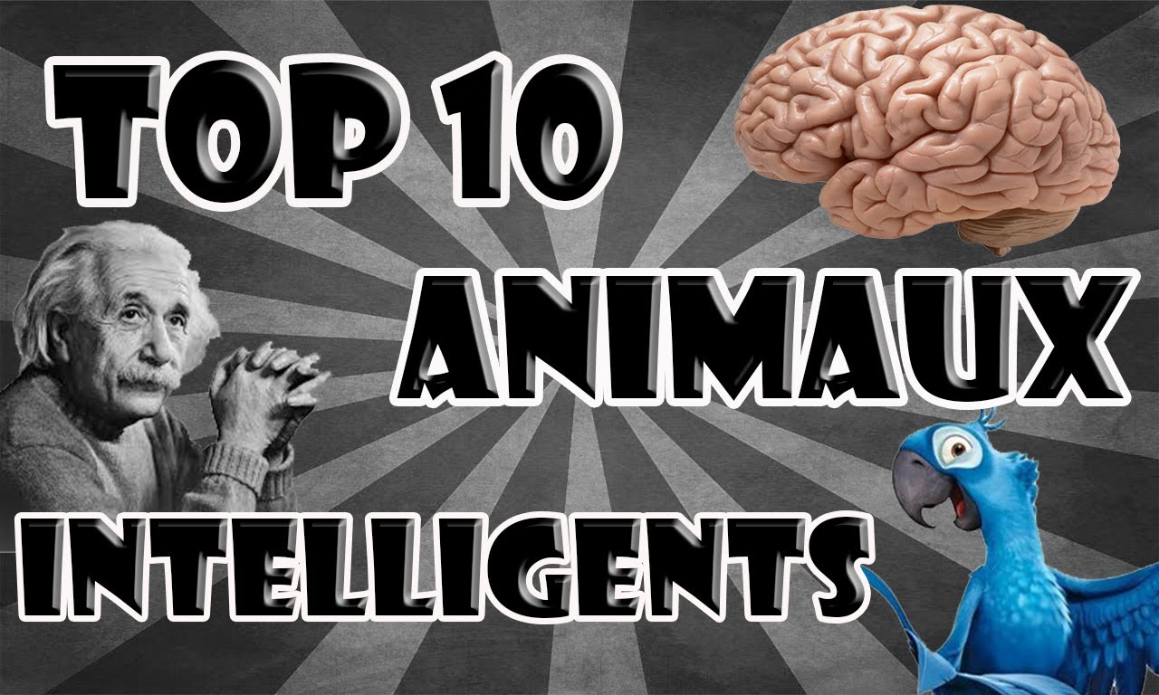 Top 10 des animaux les plus intelligents ! - Breakforbuzz