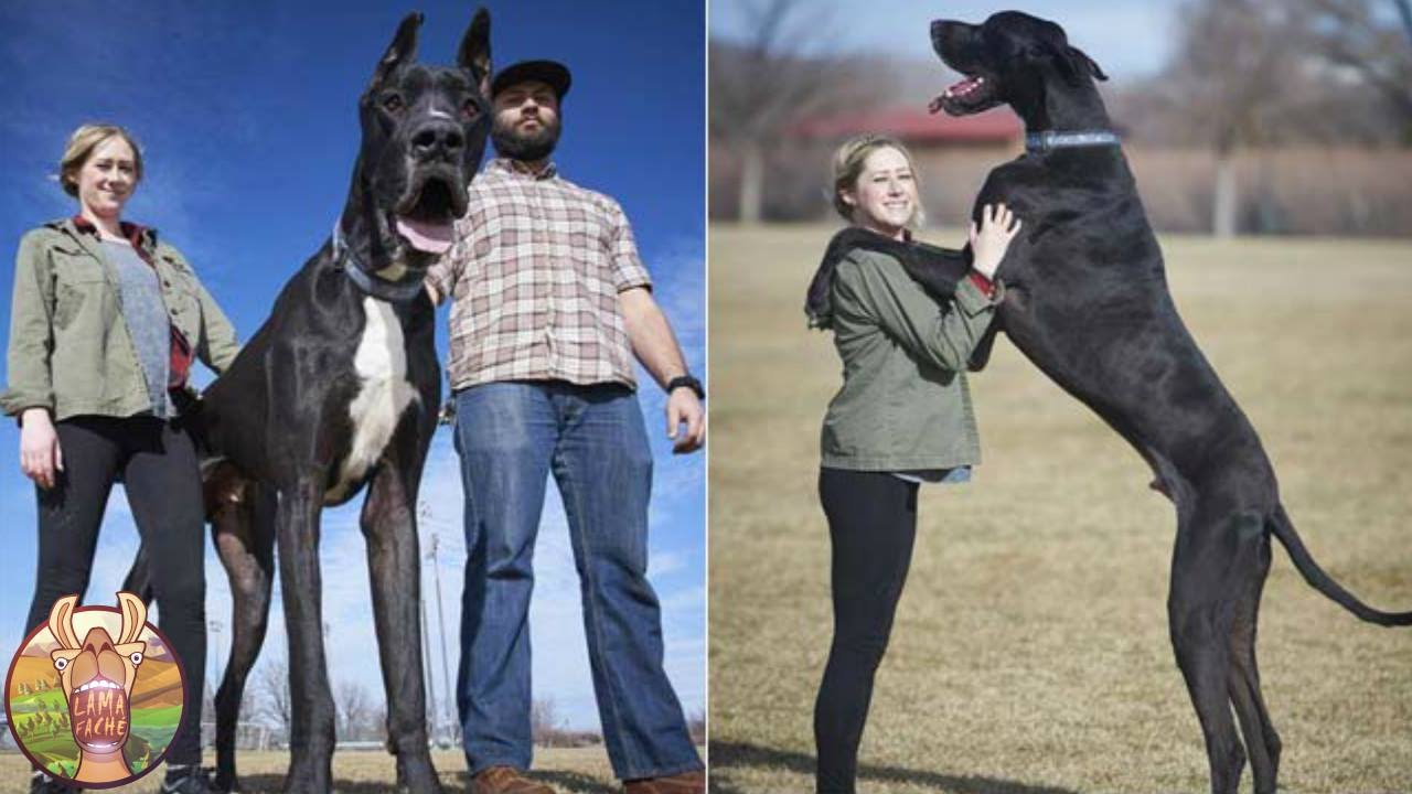 Les 10 animaux les plus grands de leur espèce - Breakforbuzz