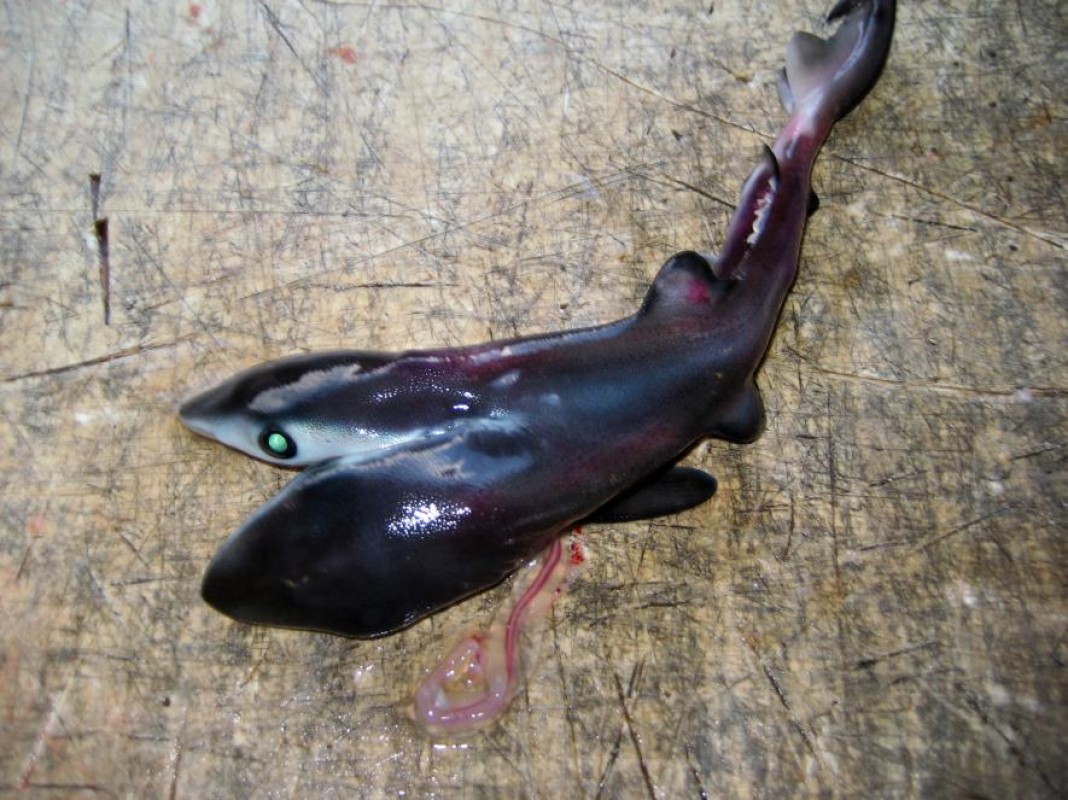 Mutation génétique : Recrudescence de requins à deux têtes - Breakforbuzz