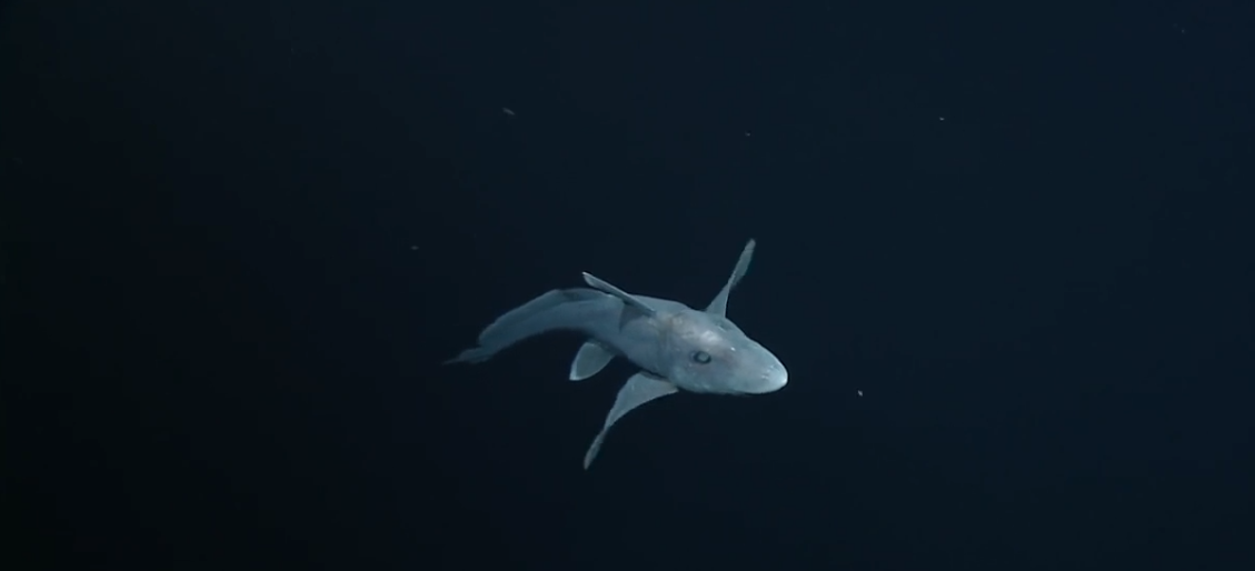 Un requin-fantôme filmé pour la toute première fois au monde ...