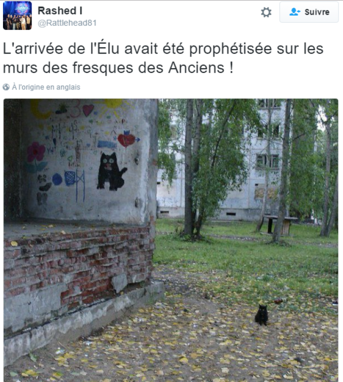 Les 20 meilleurs tweets de l'année à propos de chats ! - Breakforbuzz