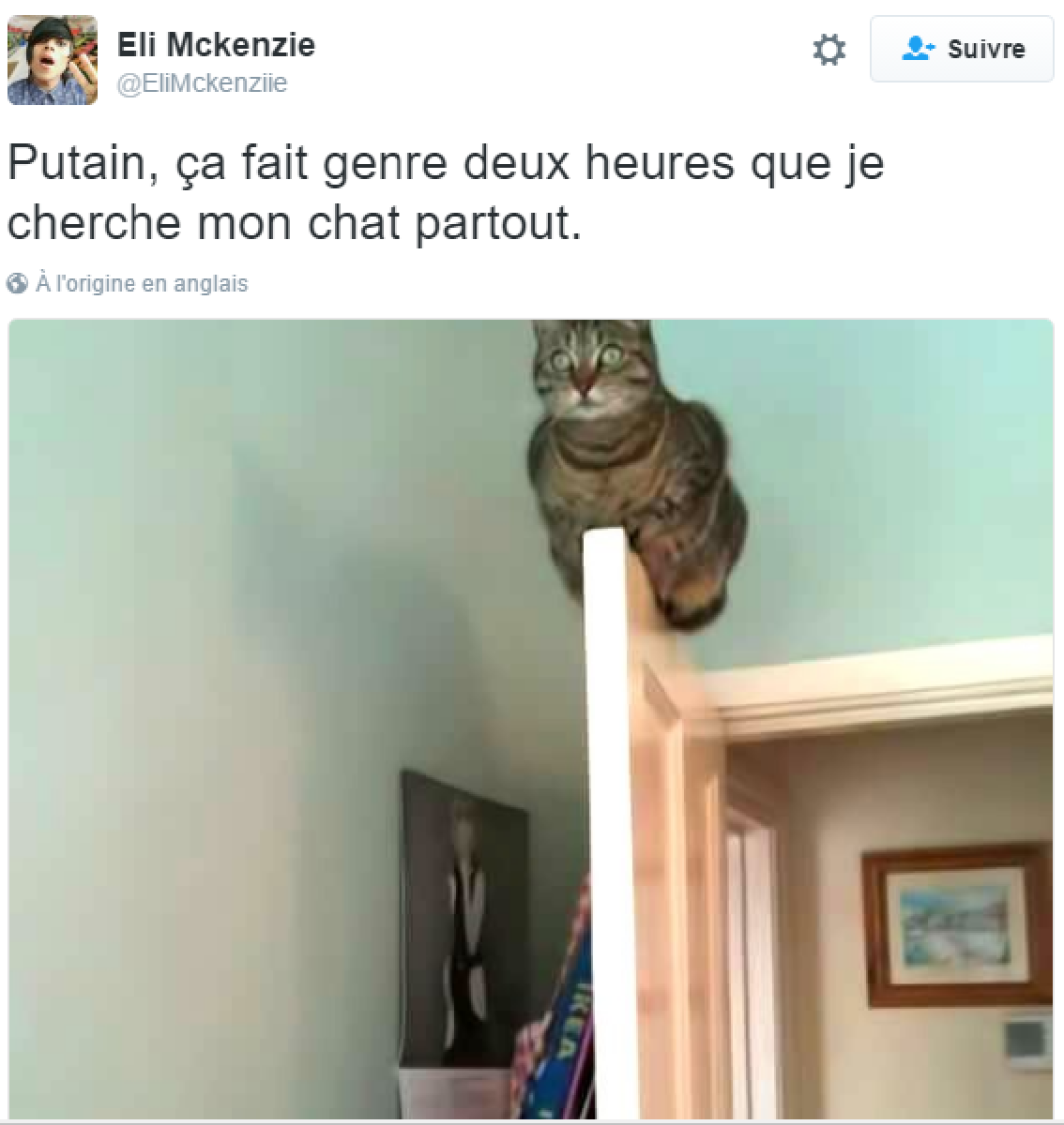 Les 20 meilleurs tweets de l'année à propos de chats ! - Breakforbuzz