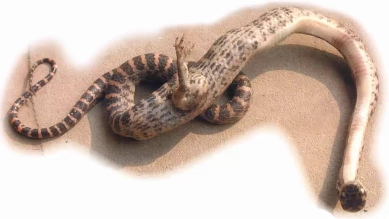 Les 7 PIRES mutations génétiques d'ANIMAUX - Breakforbuzz