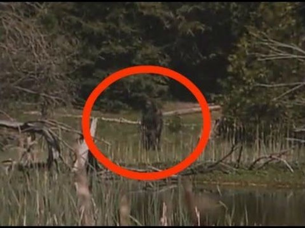 20 Photos Qui Prouvent L existence Du Big Foot Page 5 Sur 5