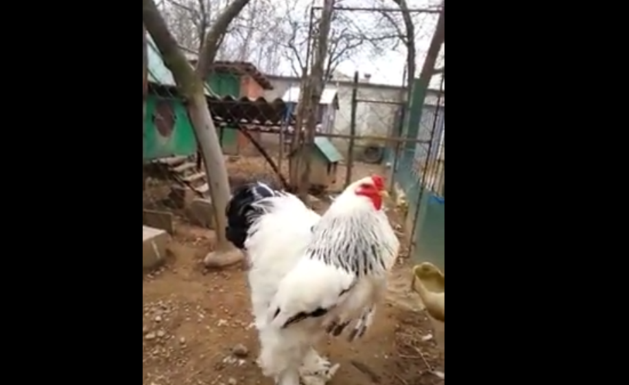 Le coq géant qui affole Internet. - Breakforbuzz