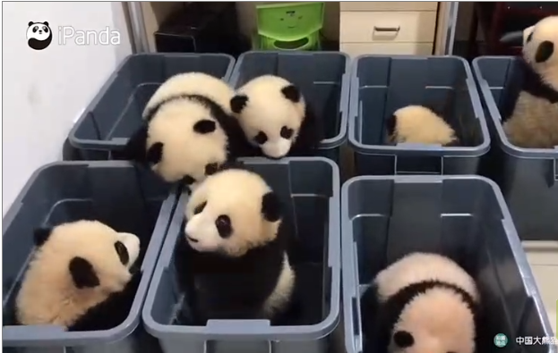 Cette vidéo de bébés pandas trop drôle fait le tour des réseaux sociaux ...