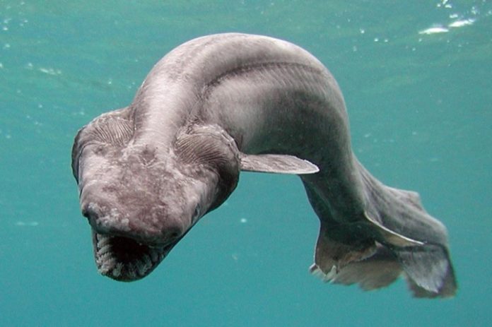 Un requin préhistorique avec plus de 300 dents découvert au Portugal ...