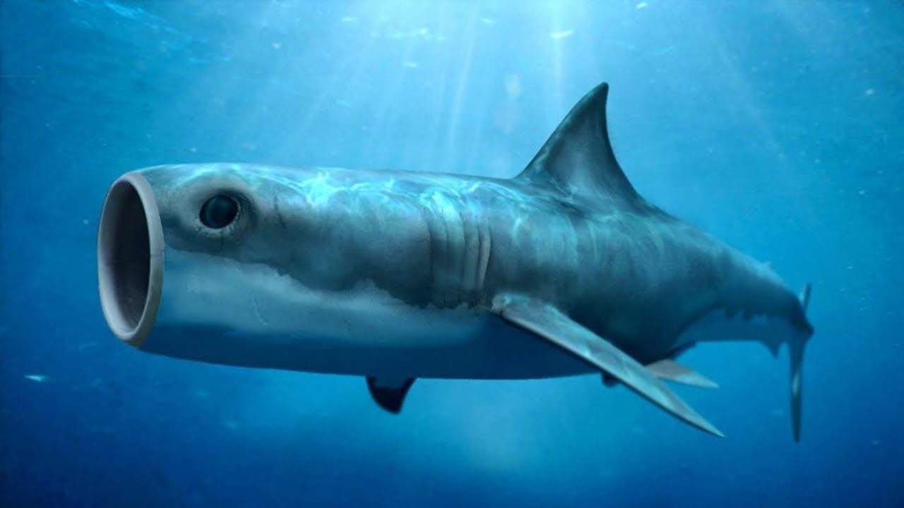 Ces requins préhistorique existent vraiment - Breakforbuzz