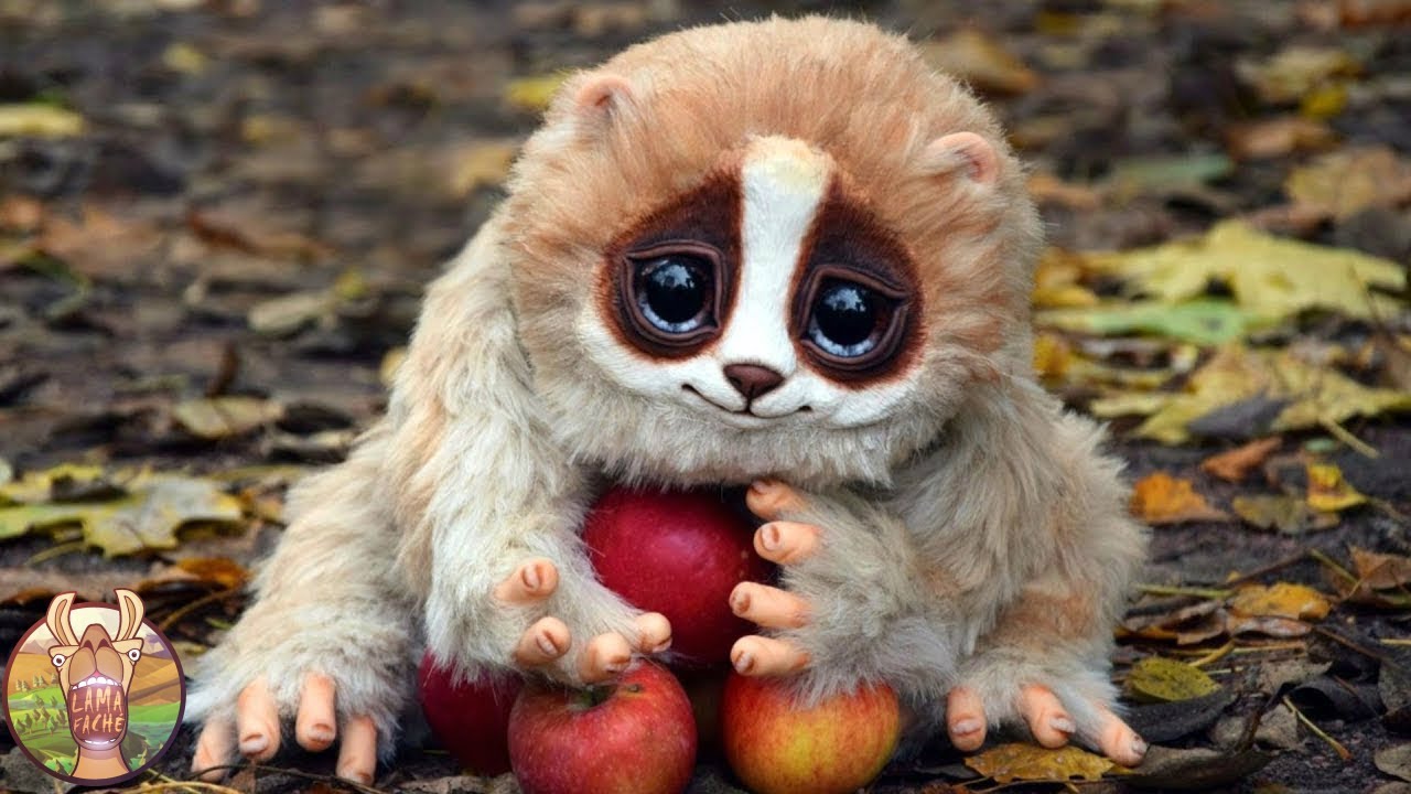 15 ANIMAUX DE COMPAGNIE LES PLUS INSOLITES DU MONDE - Breakforbuzz